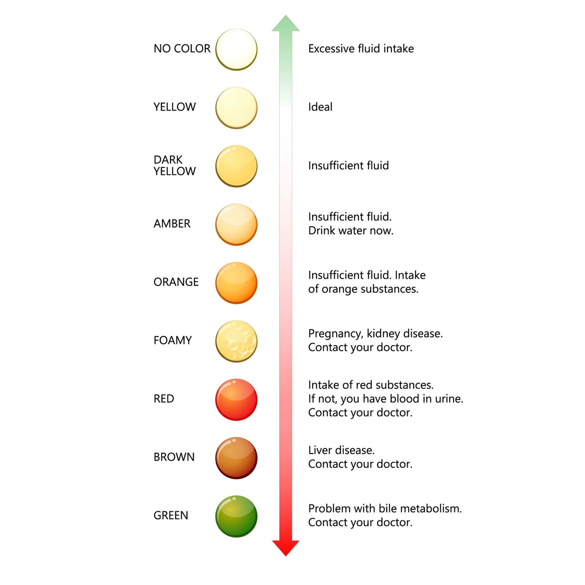 Promjena boje i mirisa urina: Što znači i govori o promjenama u tijelu ...