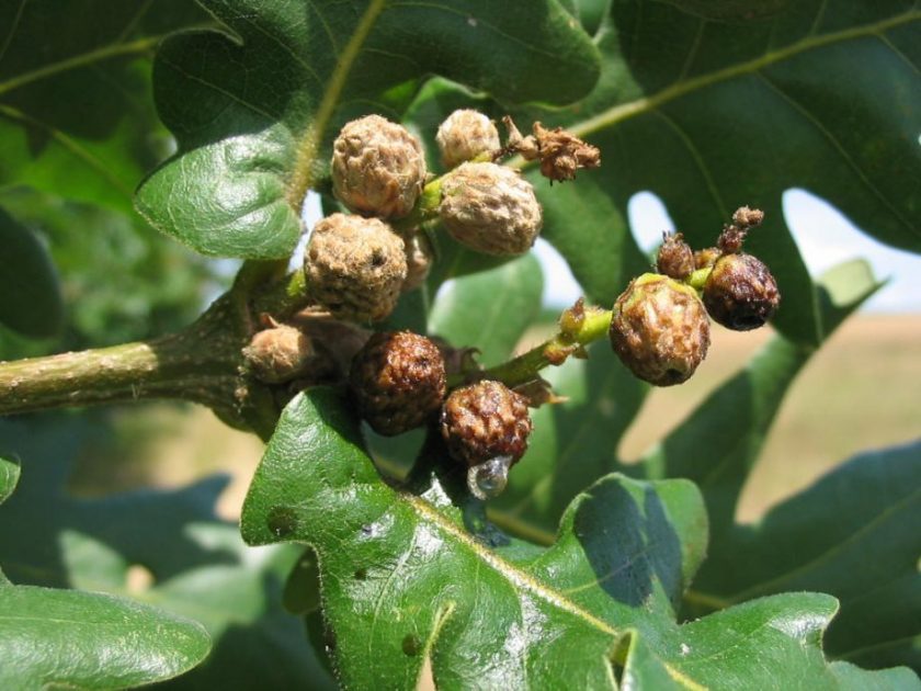 Slavonija gourmet: pet specijaliteta koje morate kušati | Telegram.hr