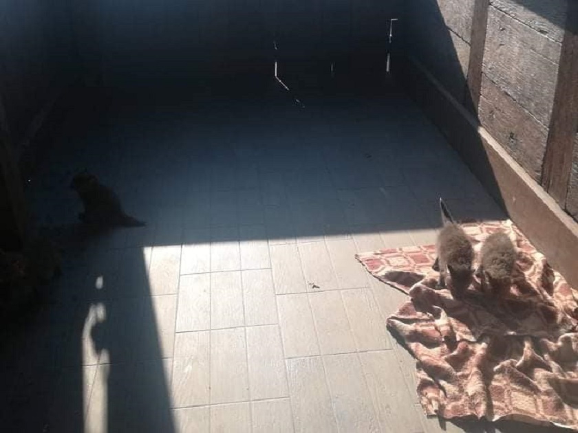 Mama lisica se preplašila i pobjegla pa su njezine bebe ostale same ...