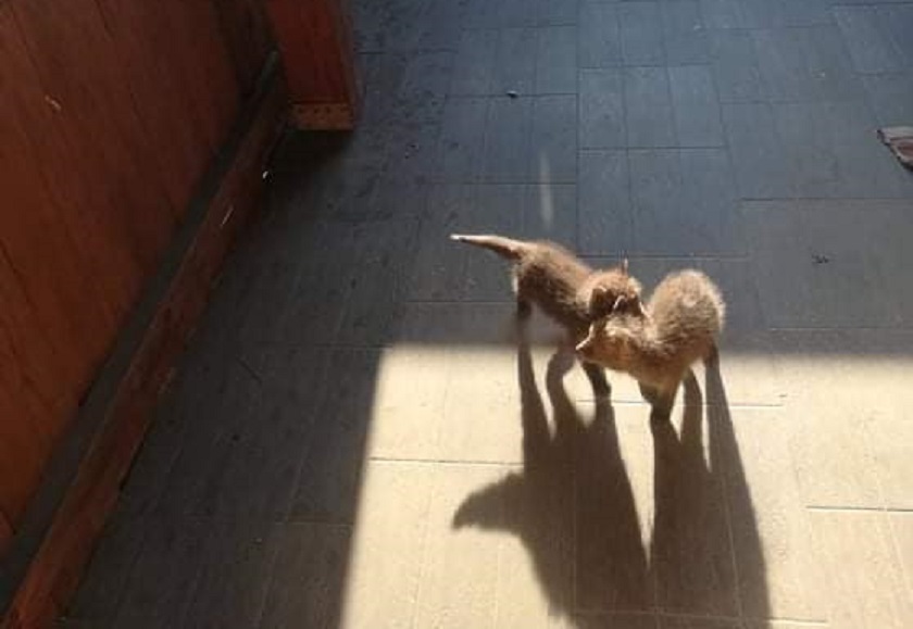 Mama lisica se preplašila i pobjegla pa su njezine bebe ostale same ...