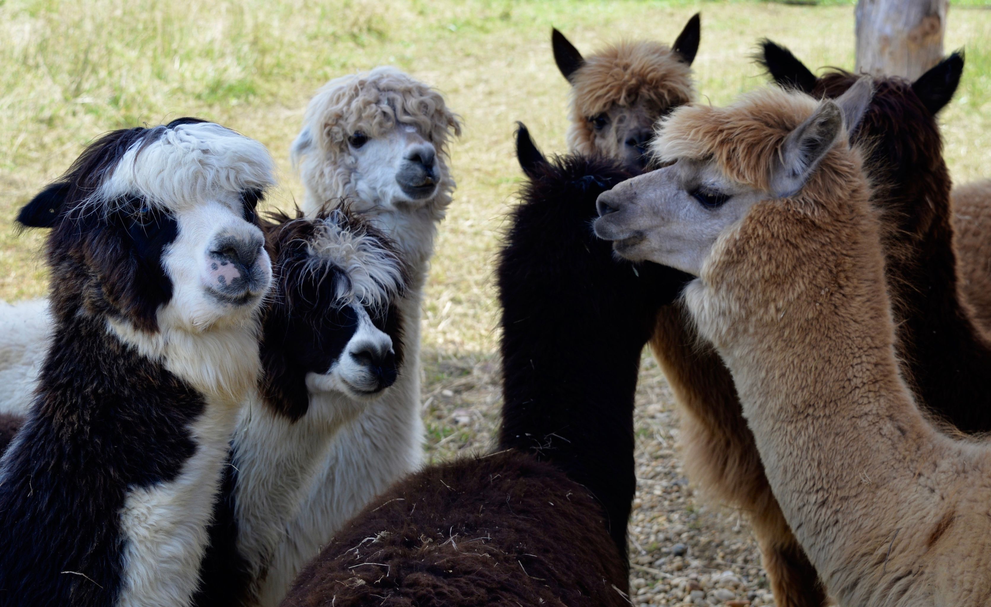 Ranč alpaka i ljama: Najbolja mjesta u Hrvatskoj i Sloveniji | Super1.hr