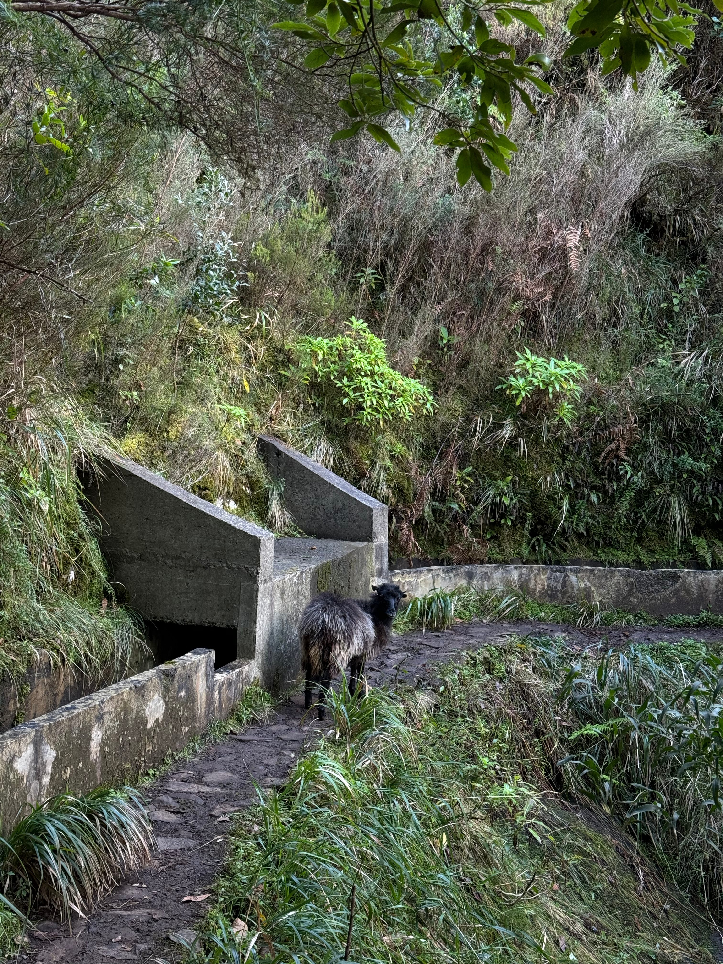 Madeira: 5-dnevno putovanje na egzotični portugalski otok | Super1.hr