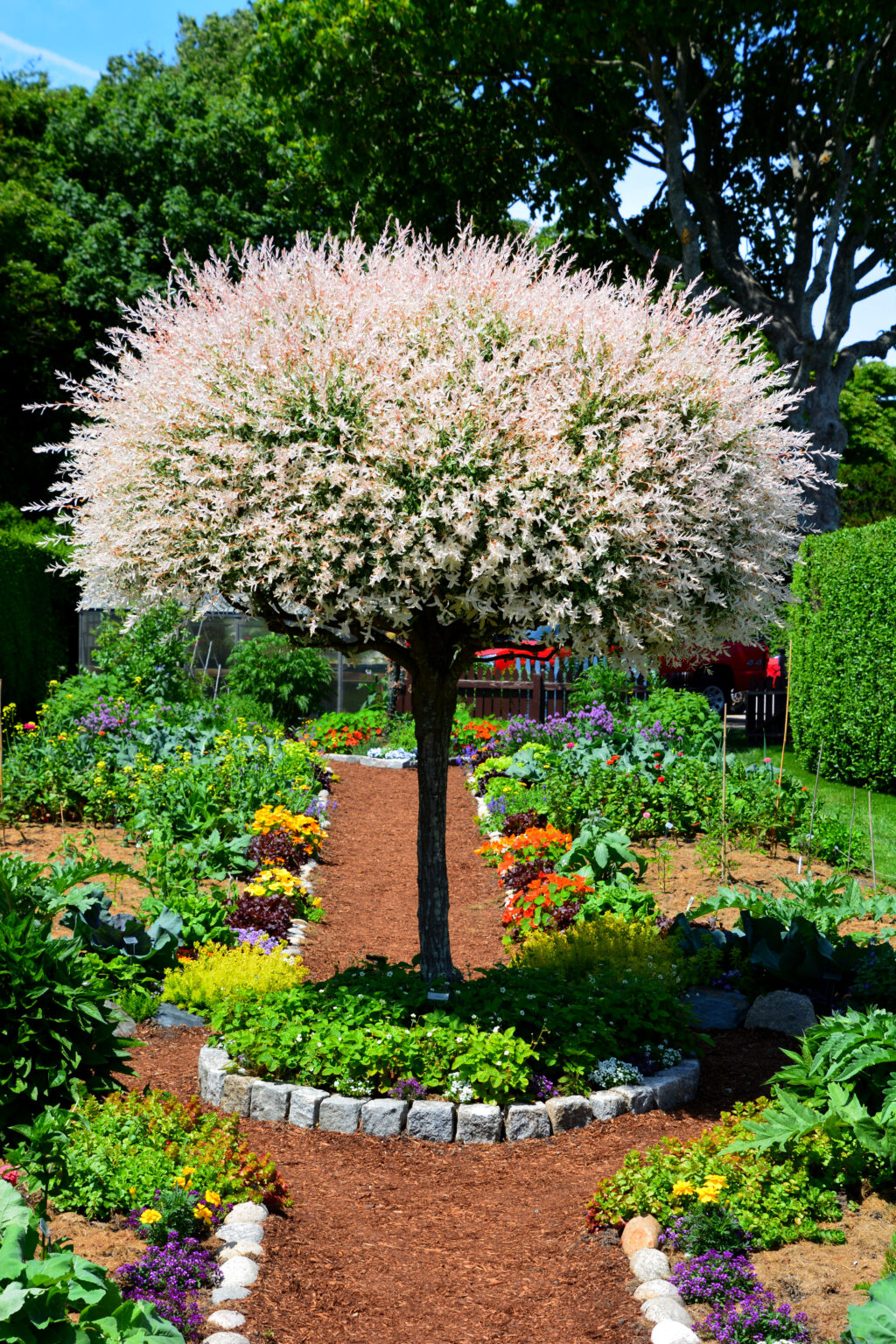 Iznenadit će vas koliko je Japanska vrba jednostavna za održavanje | Super1.hr