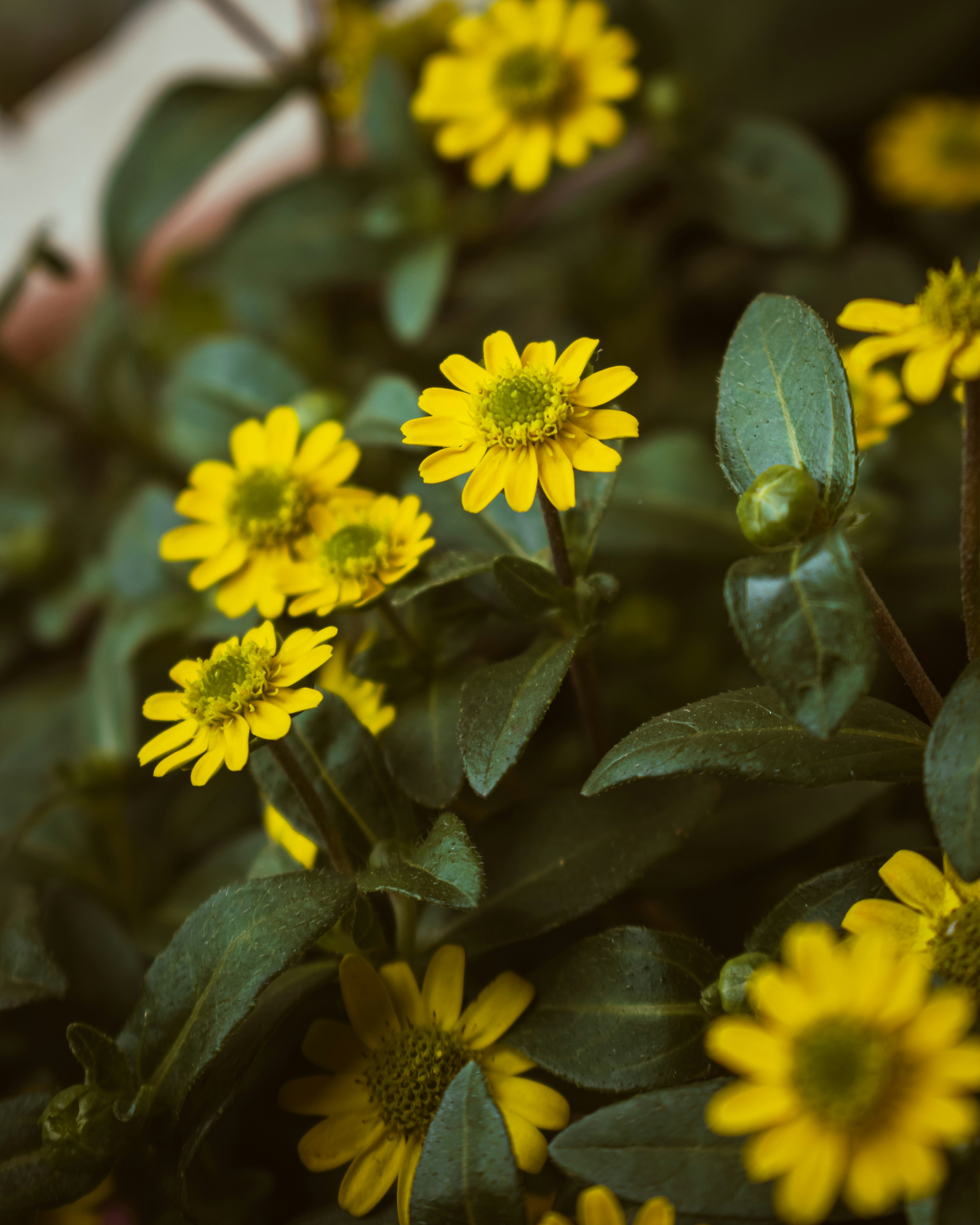 Koje je balkonsko cvijeće za sunčanu stranu, a koje voli hlad? | Super1.hr