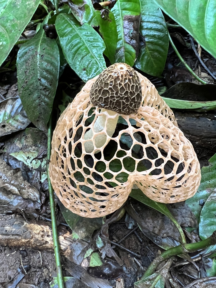 Tripofobija: Kako se dijagnosticira fobija od rupa? | Telegram.hr