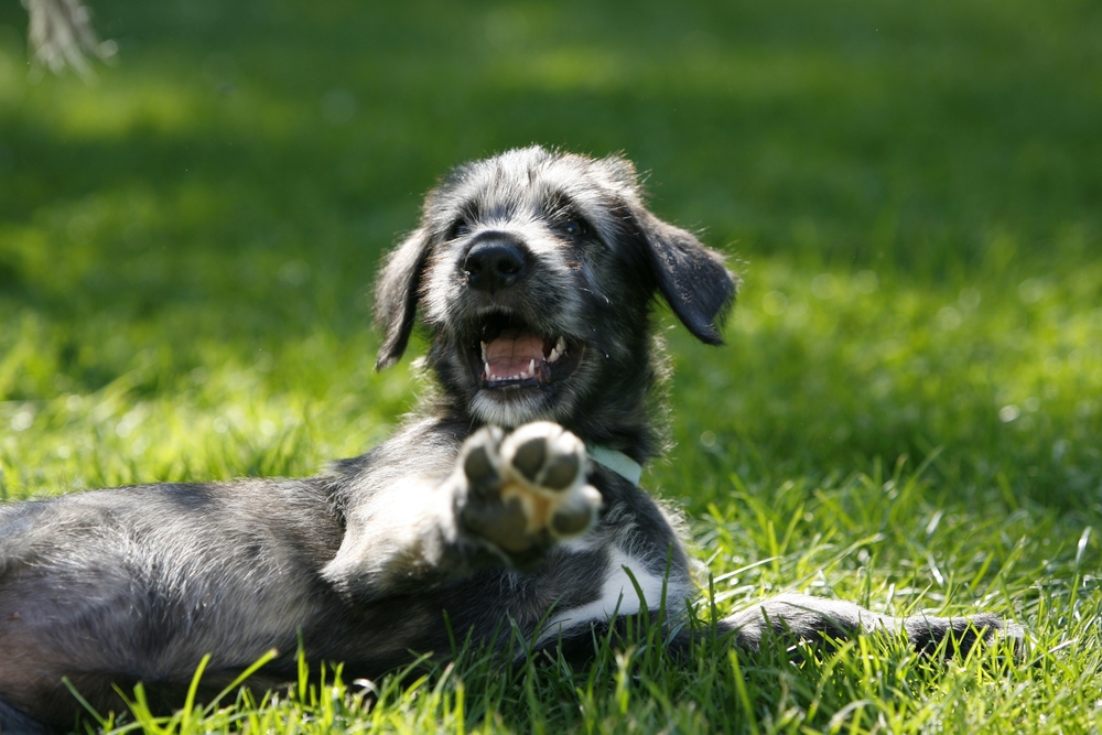 Veliki psi: 11 najvećih pasmina pasa gigantskog srca | Telegram.hr