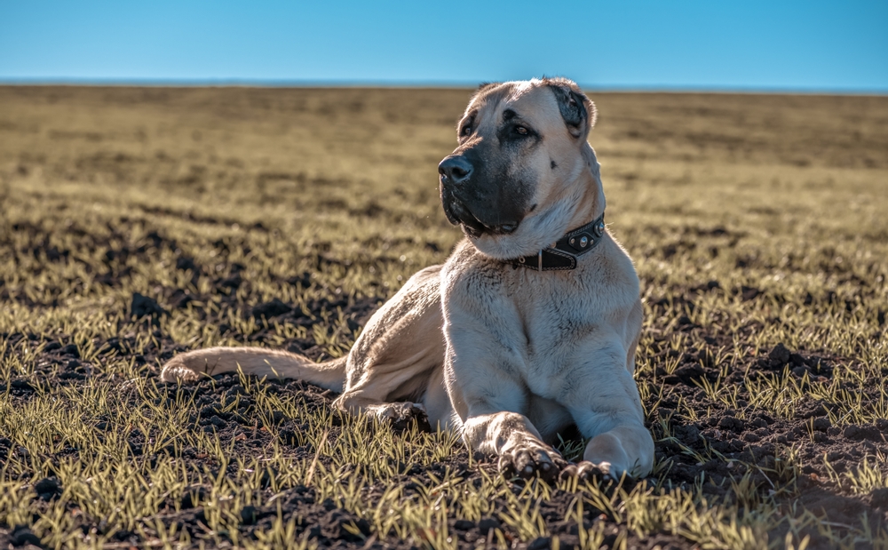 Veliki psi: 11 najvećih pasmina pasa gigantskog srca | Telegram.hr