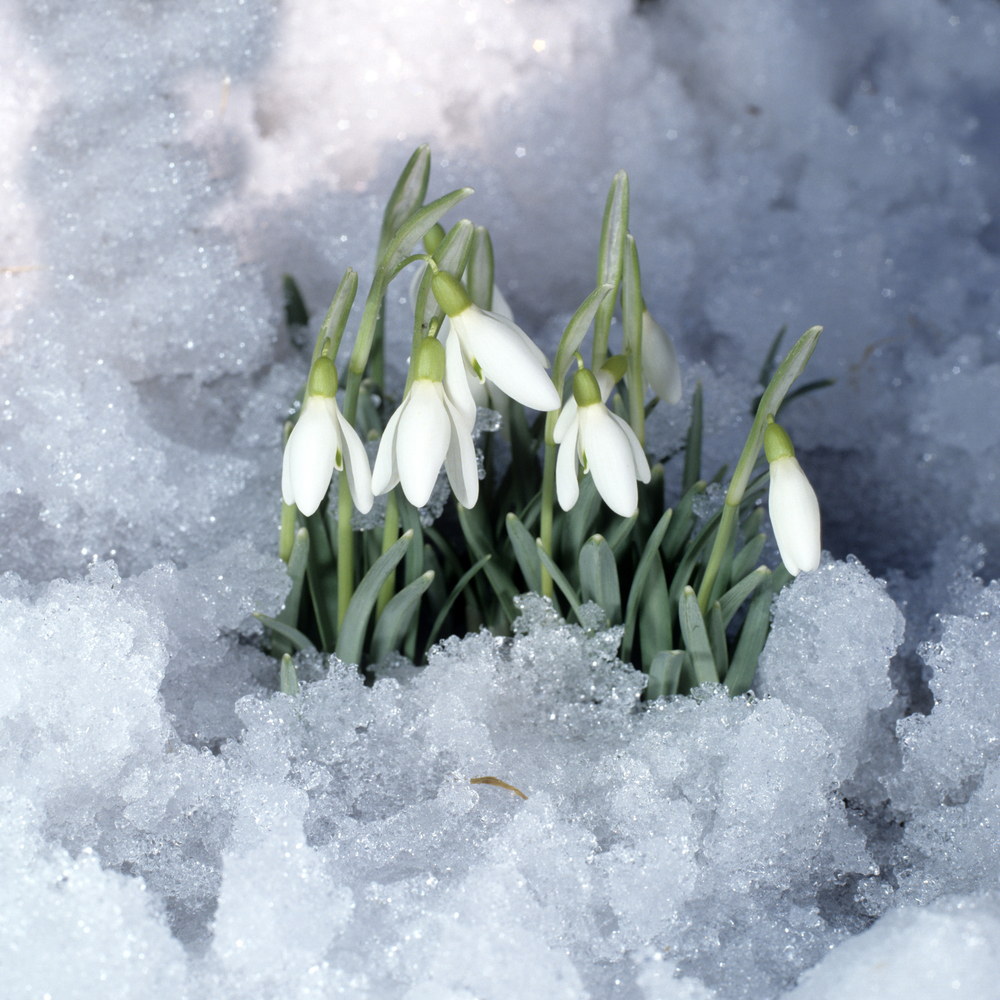 Zašto se proljetnice zovu vjesnici proljeća i koja je razlika? | Telegram.hr