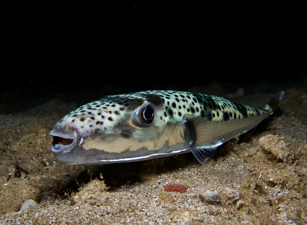 Otrovne ribe Jadrana: Najopasnije vrste i gdje se mogu sresti | Telegram.hr