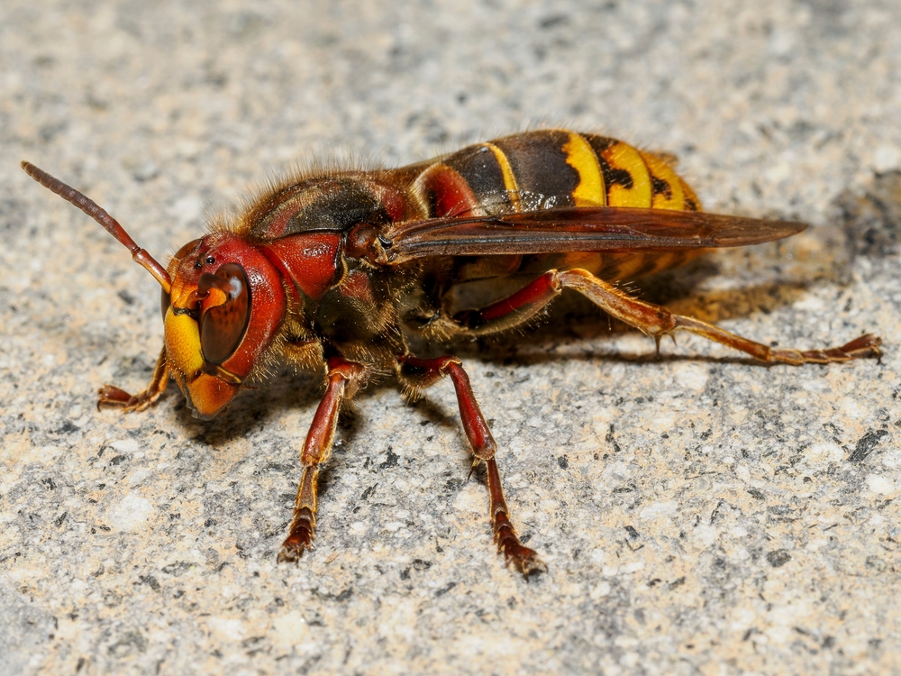 Kako ukloniti gnijezdo stršljena i otjerati ih od doma (video ...