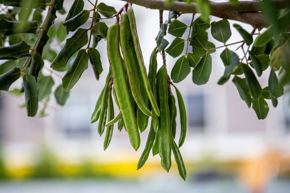 Rogač: Kako očistiti, samljeti i napraviti brašno od rogača? | Telegram.hr