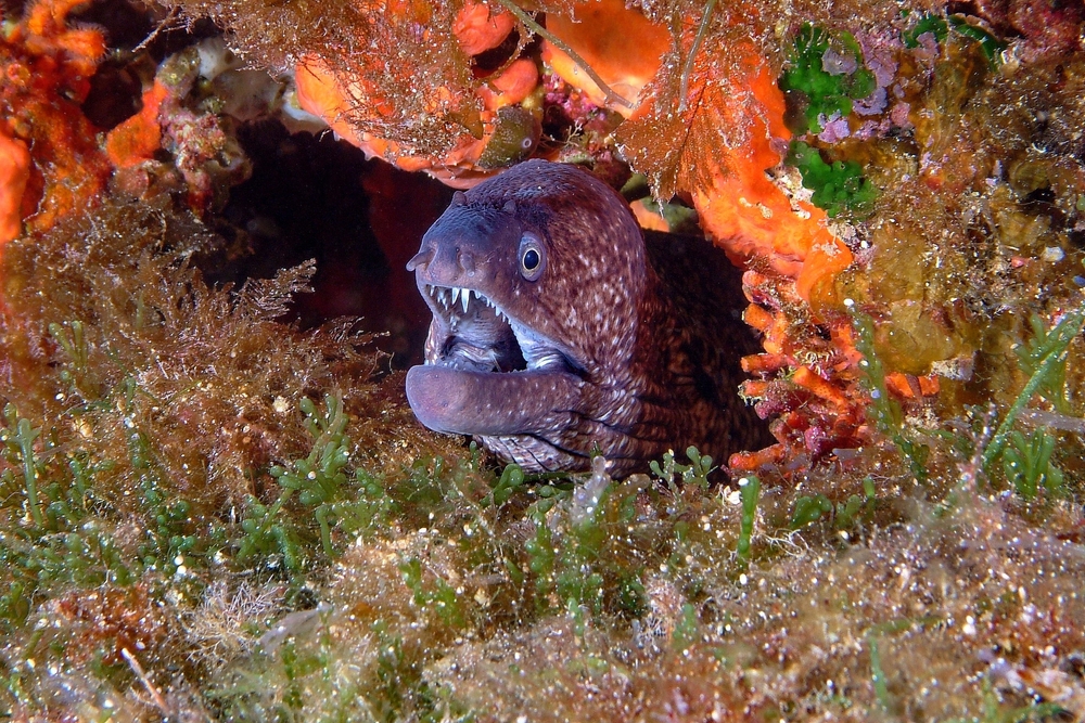 Otrovne ribe Jadrana: Najopasnije vrste i gdje se mogu sresti | Telegram.hr
