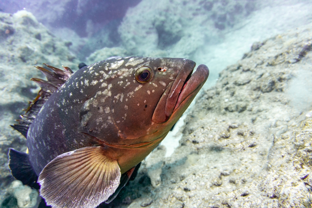 Najskuplja riba Jadrana: 7 vrsta koje uvijek drže visoku cijenu ...