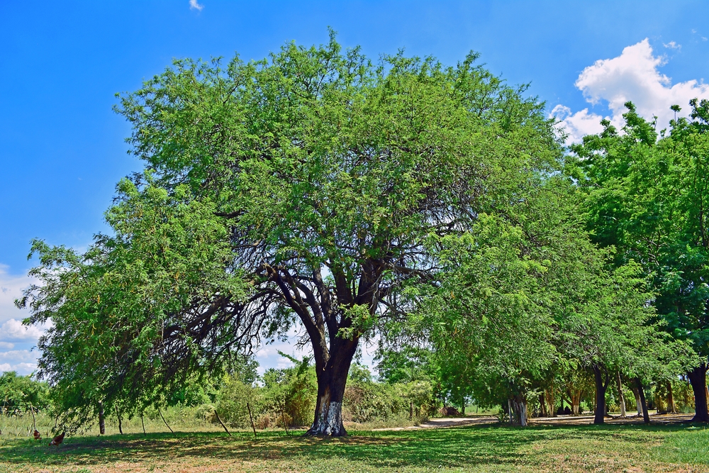 Rogač: Kako očistiti, samljeti i napraviti brašno od rogača? | Telegram.hr