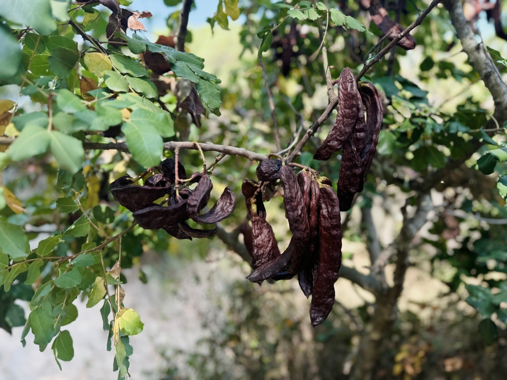 Rogač: Kako očistiti, samljeti i napraviti brašno od rogača? | Telegram.hr