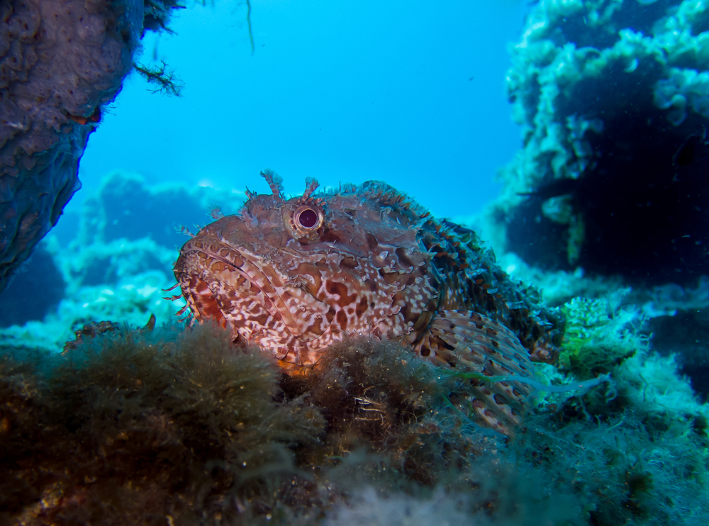 Najskuplja riba Jadrana: 7 vrsta koje uvijek drže visoku cijenu ...