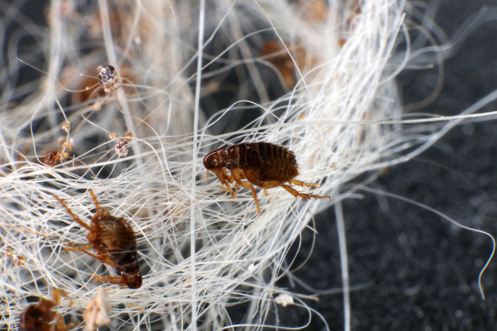 Koje je najbolje sredstvo protiv buha u kući ili stanu: Prirodna i ...
