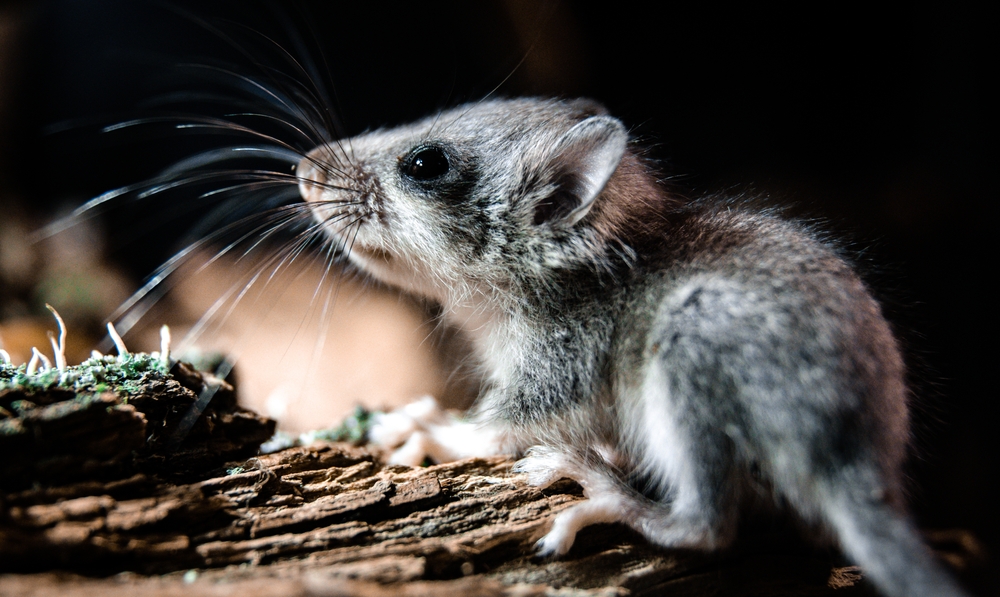 Kako se riješiti puhova u kući: Najbolje metode i prevencija | Telegram.hr