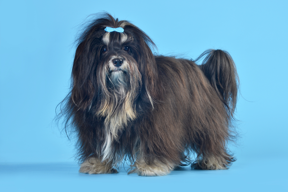 Najbolji psi za stan: Pasmine koje ne trebaju dvorište | Telegram.hr