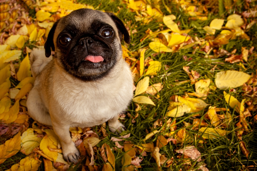 Najbolji psi za stan: Pasmine koje ne trebaju dvorište | Telegram.hr