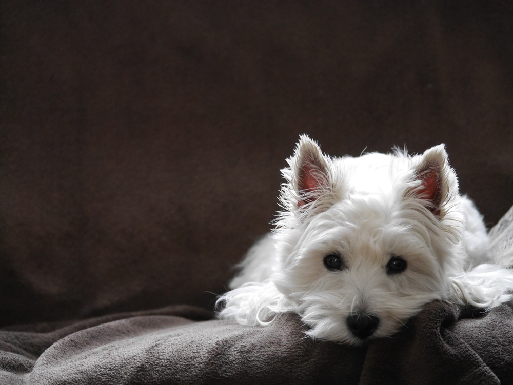 Najbolji psi za stan: Pasmine koje ne trebaju dvorište | Telegram.hr