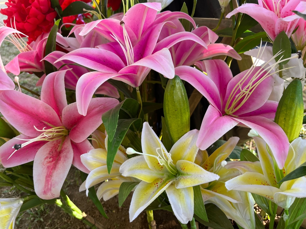 Cvijeće za groblje: Vrste, simbolika i značenje boja | Telegram.hr