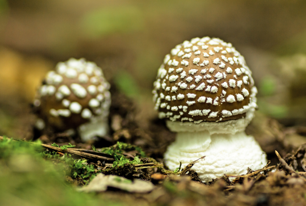 Gljiva muhara i panterova muhara: Kako prepoznati otrovne gljive ...