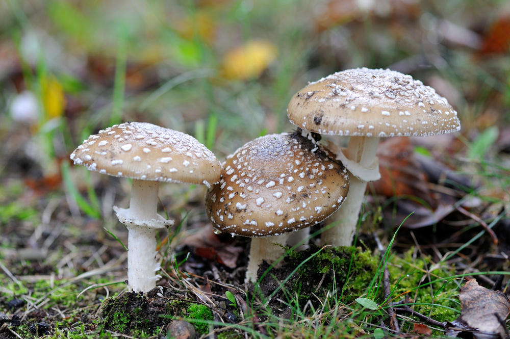 Gljiva muhara i panterova muhara: Kako prepoznati otrovne gljive ...