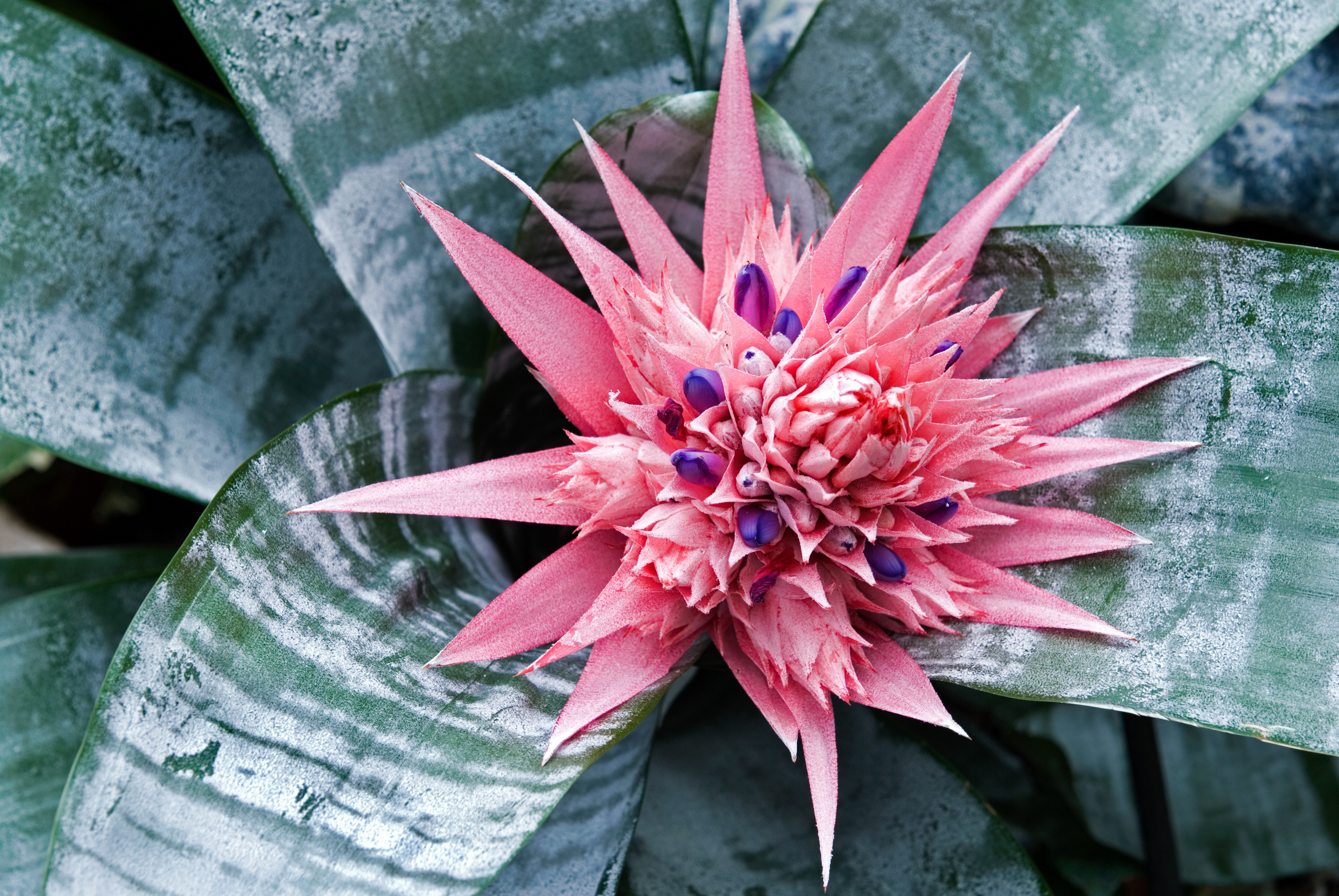 Bromelija cvijet se suši? Evo što učiniti da spasite biljku | Super1.hr