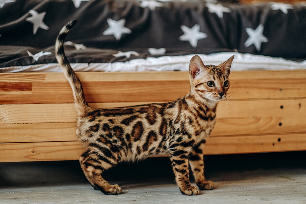 Vrste mačaka: Top 10 najpoznatijih i najskupljih pasmina | Telegram.hr