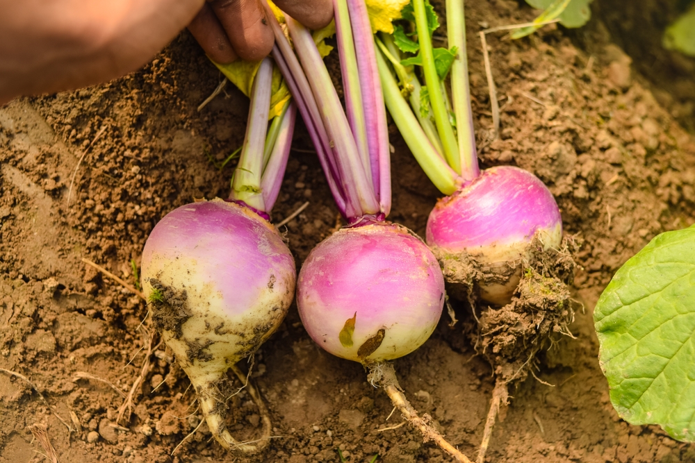 Koliko se kuha kisela repa? Recepti za najfinije varivo | Telegram.hr