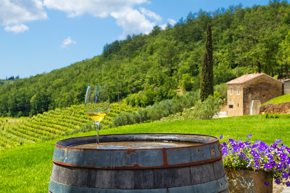 Sadnice vinove loze koje se ne prskaju: Primjeri PIWI sorti | Telegram.hr