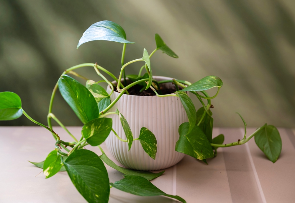 Nezahtjevno sobno cvijeće: 17 biljaka za tamne prostore | Super1.hr